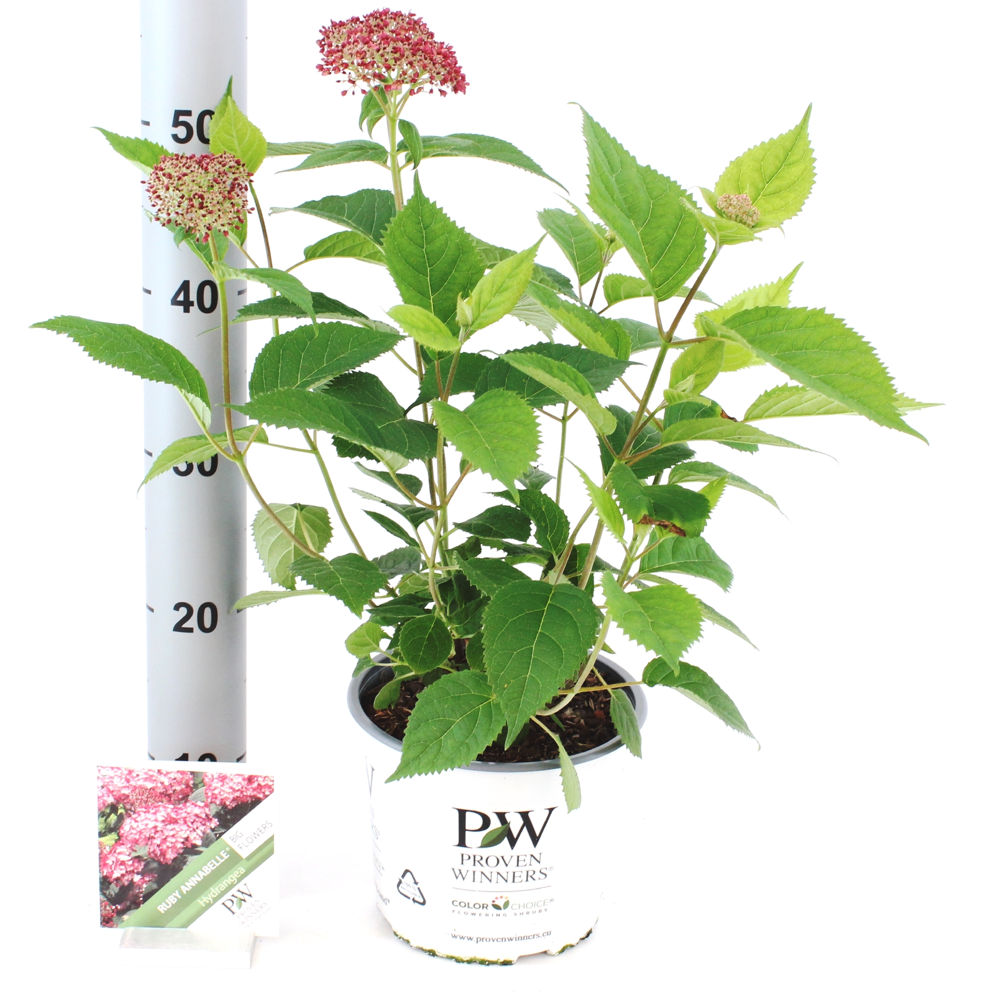 Hydrangea arb. ‘Ruby Annabelle’ – Van der Peijl Tuinplanten