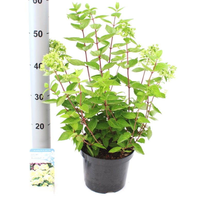 Hydrangea pan. ‘Bombshell’ ® – Van der Peijl Tuinplanten