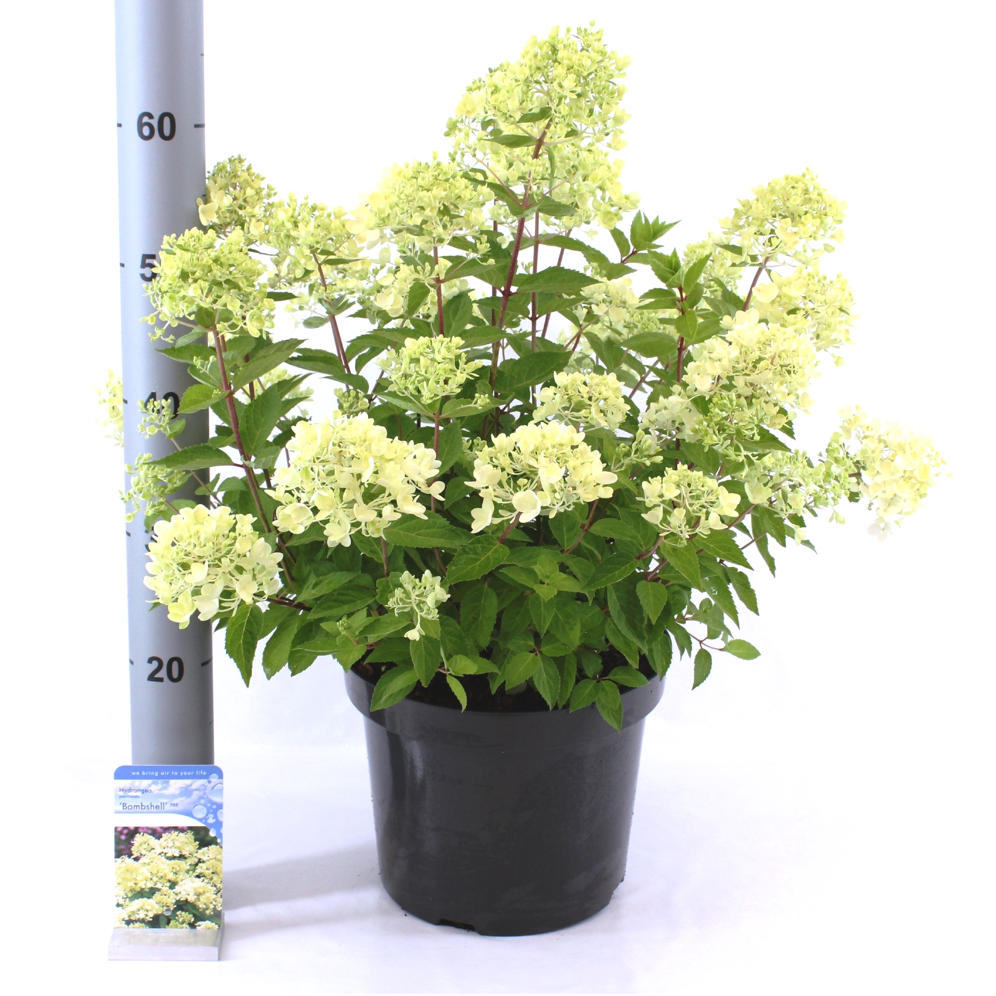 Hydrangea pan. ‘Bombshell’ ® – Van der Peijl Tuinplanten