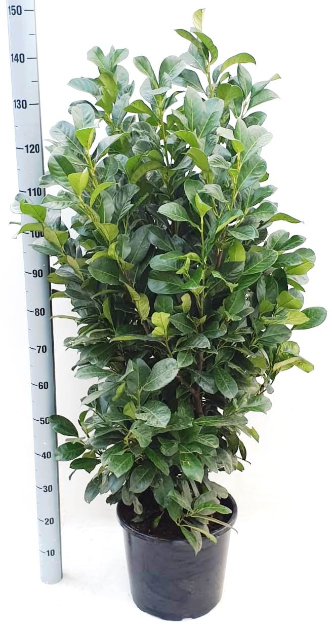 Prunus laur. ‘Etna’® – Van der Peijl Tuinplanten