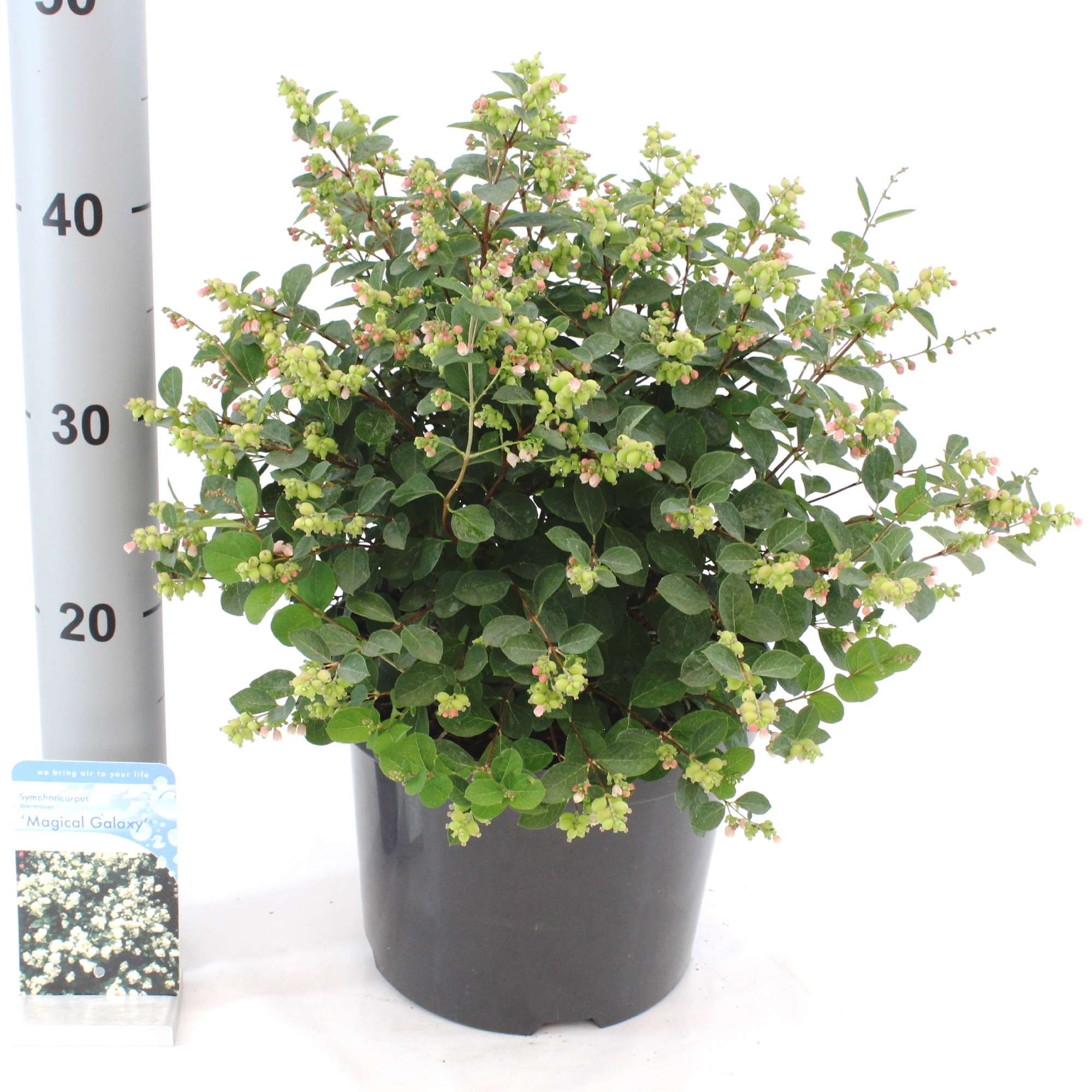 Symphoricarpos ‘Magical Galaxy’® – Van der Peijl Tuinplanten